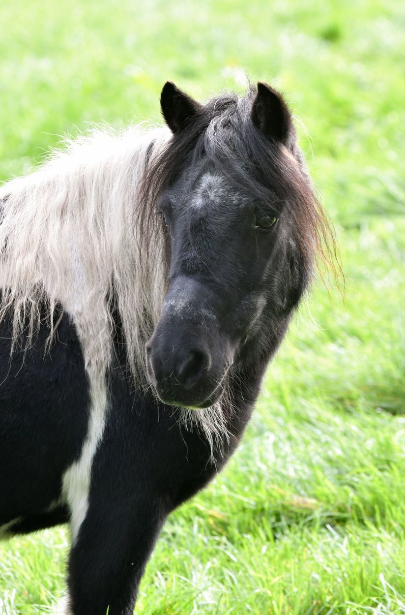 Ontdek alle pony's | Mijn ommerland